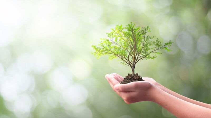 » 10 Bible verses on caring for the Earth